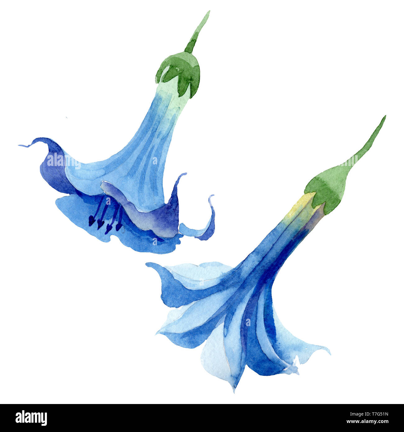 Blue brugmansia floral botanical flowers. Watercolor background set ...