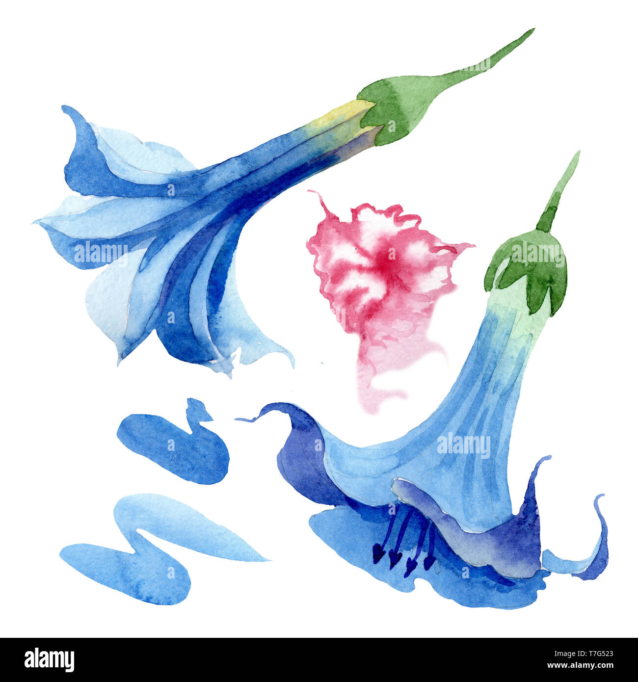 Blue brugmansia floral botanical flowers. Watercolor background set ...