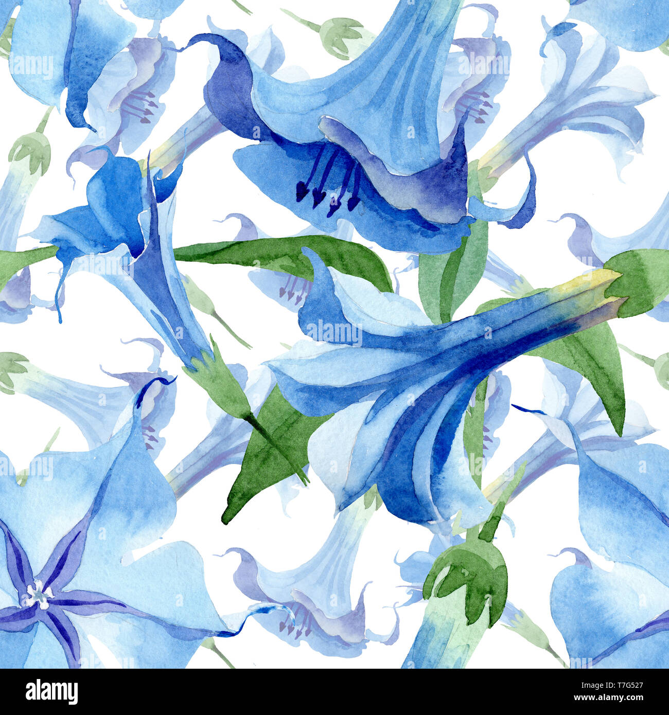 Blue brugmansia floral botanical flowers. Watercolor background ...