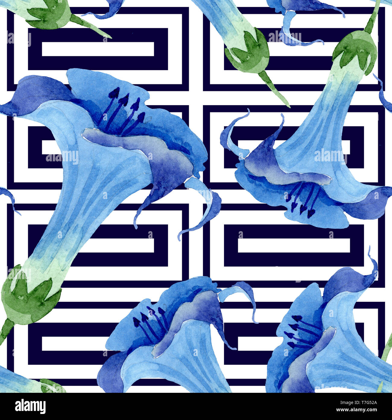 Blue brugmansia floral botanical flowers. Watercolor background ...