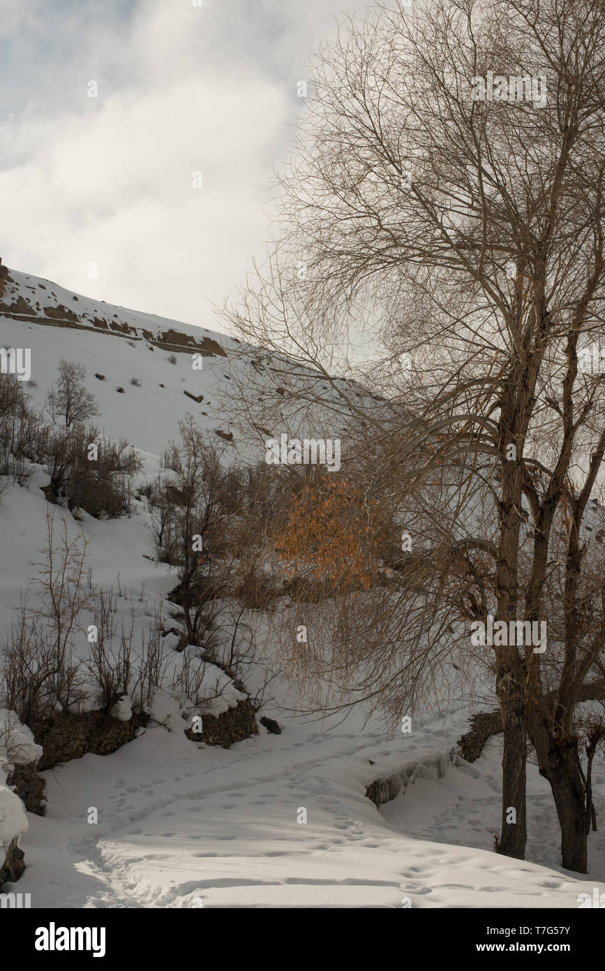 Photo of Dry tree in winters in himalayas - India Stock Photo - Alamy