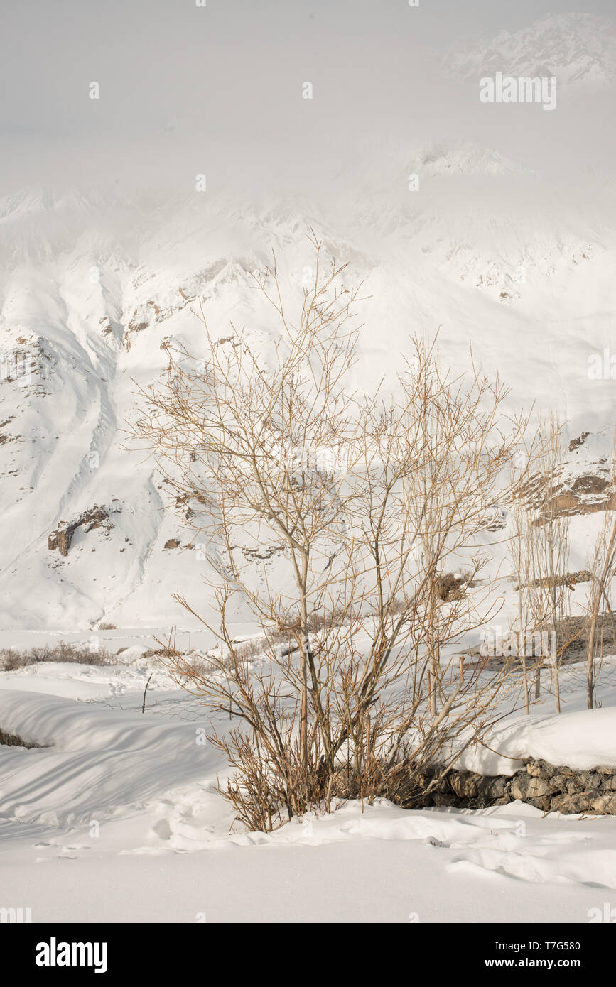 Photo of Dry tree in winters in himalayas - India Stock Photo - Alamy