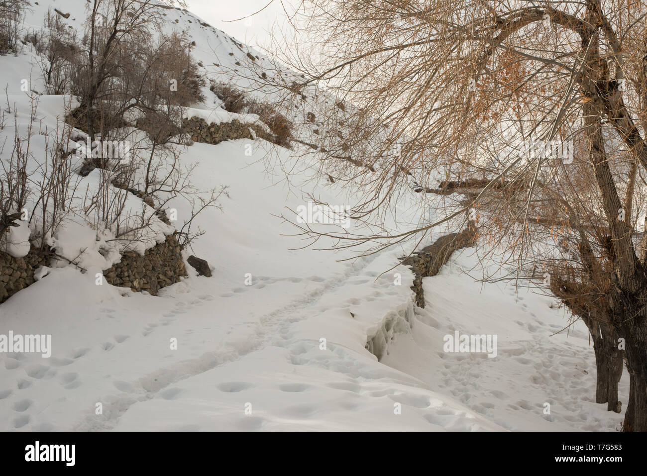 Photo of Dry tree in winters in himalayas - India Stock Photo - Alamy