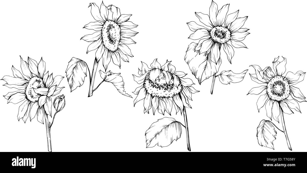 Vector Sunflower Floral Botanical Flowers Black And White Engraved Ink