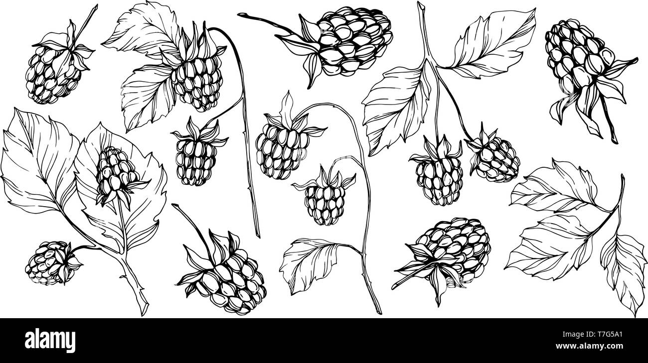 Raspberries Clipart Black And White Black Raspberry Illustration,