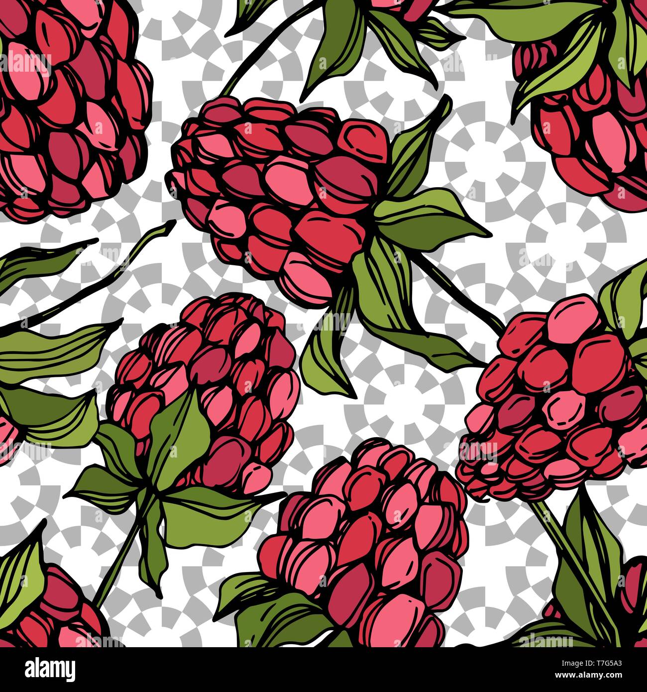 Vector Raspberry healthy food isolated. Red and green engraved ink art ...