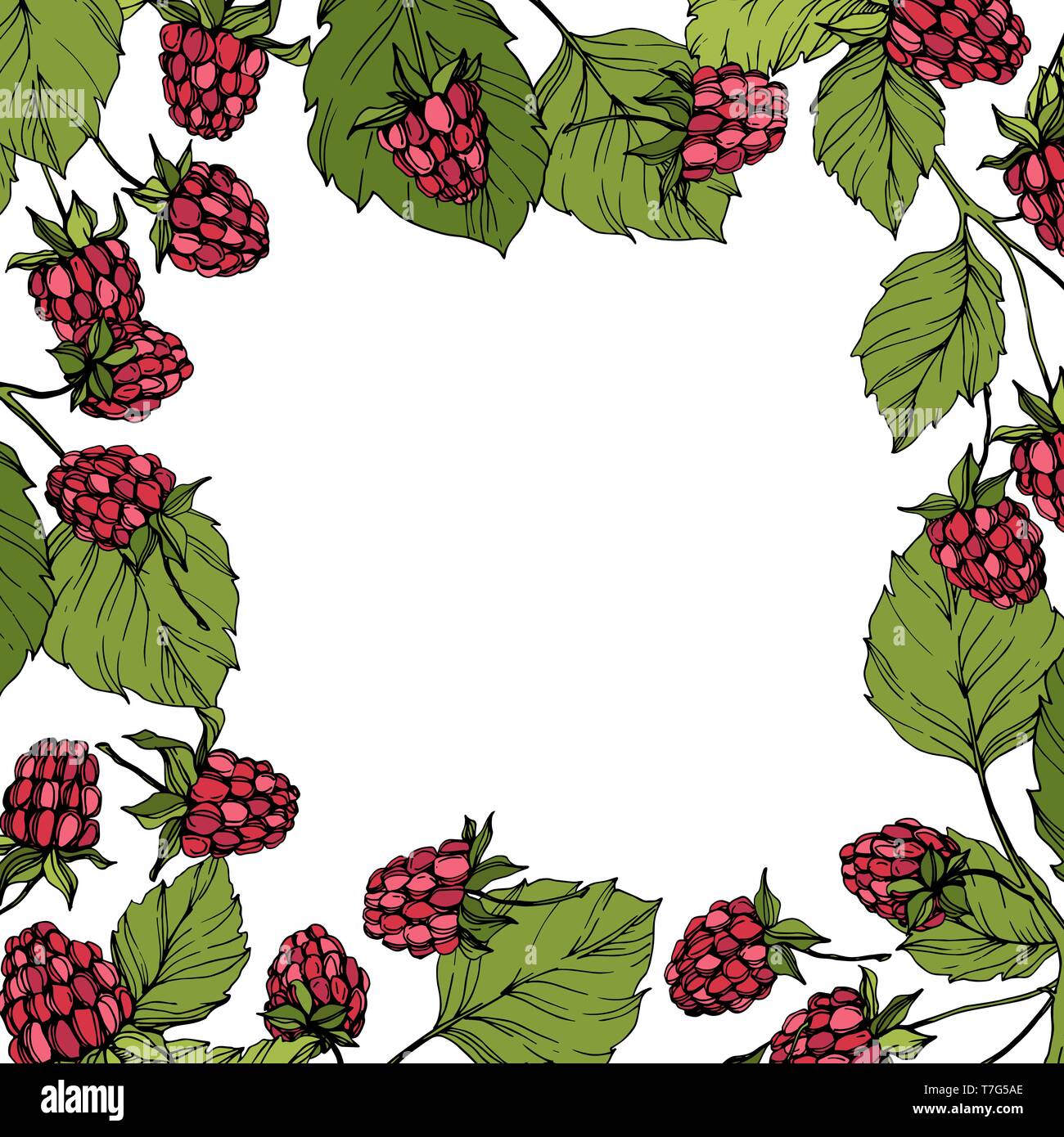 Vector Raspberry healthy food isolated. Red and green engraved ink art ...