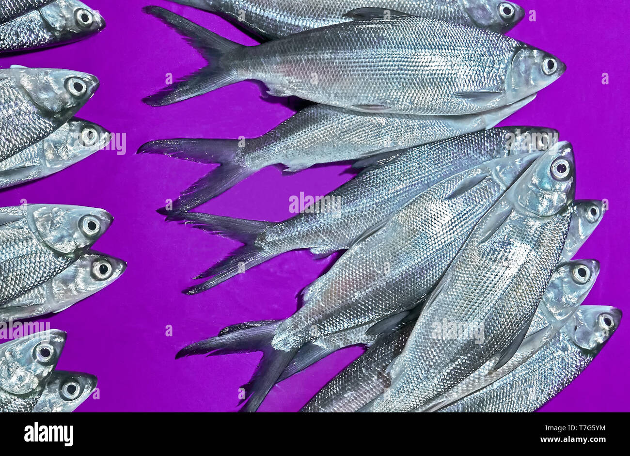 Philippine National Fish Bangus