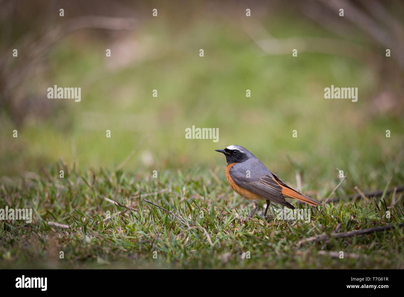 Male Redstart High Resolution Stock Photography and Images - Alamy