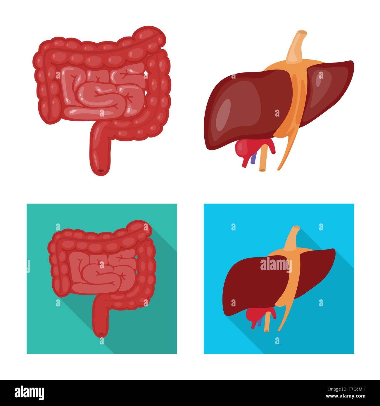liver,digestive,intestine,body,gastrointestinal,alimentary,system ...