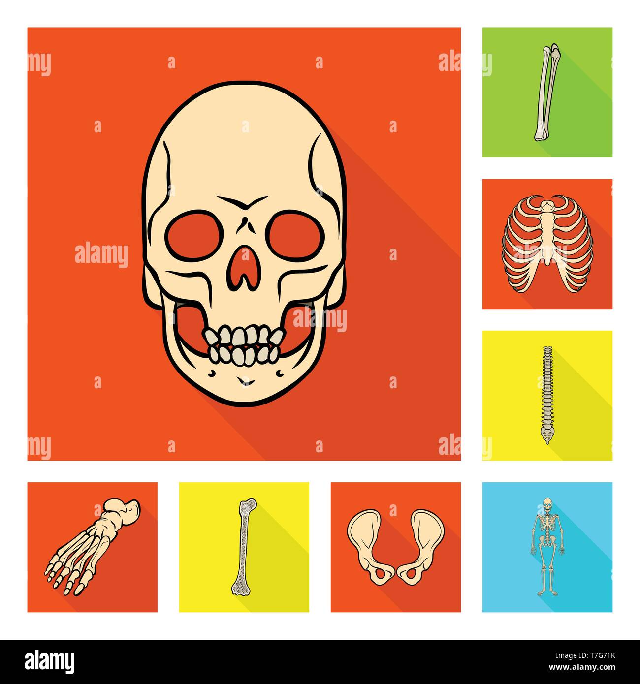 Skeleton Medical Graphics Design Deluxe Human Skeleton Model | Health