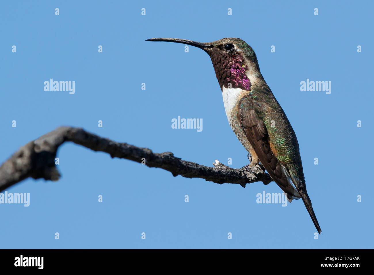 Lucifer Hummingbird Calothorax Lucifer High Resolution Stock ...