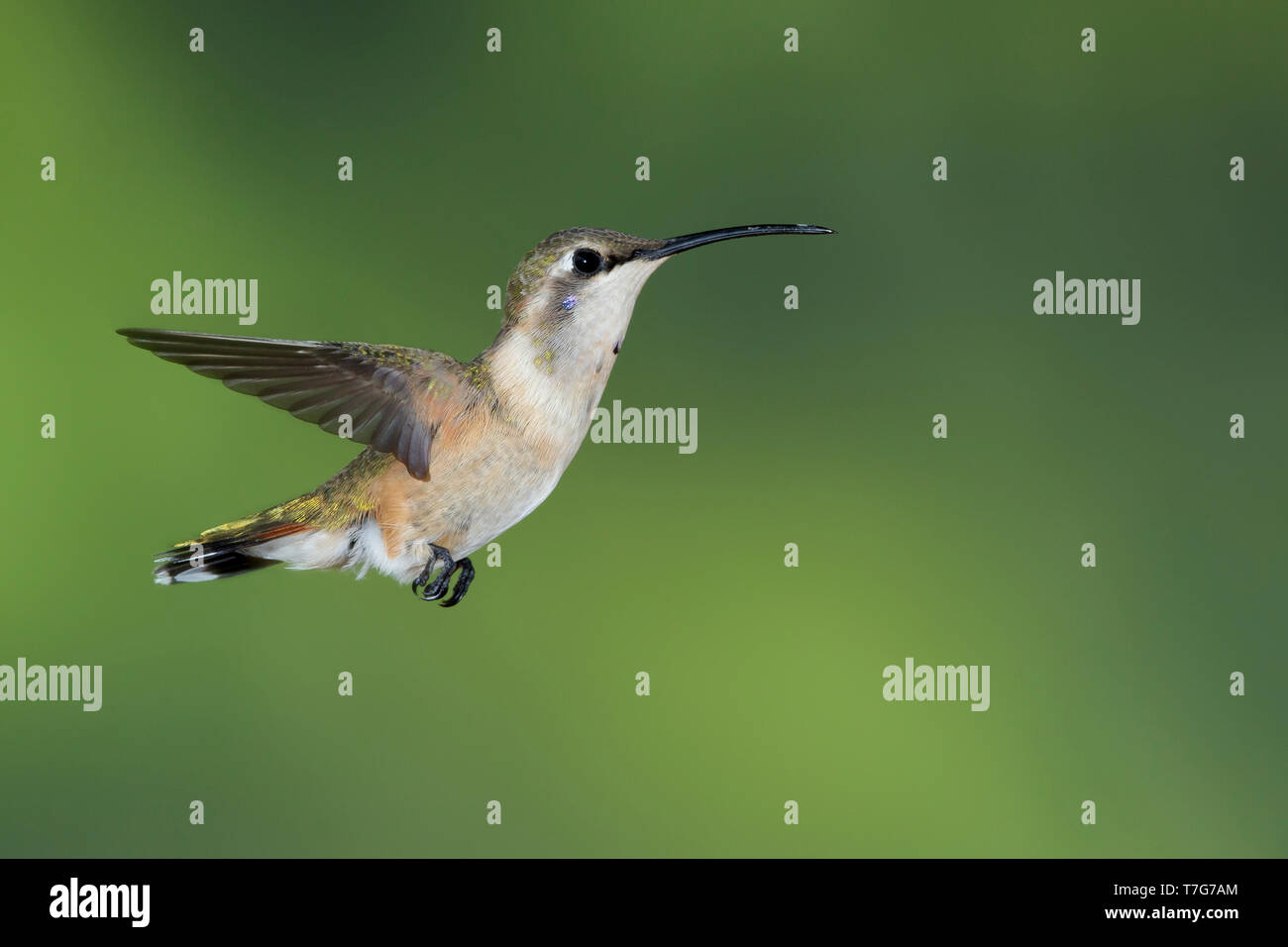 Immature male Lucifer Hummingbird (Calothorax lucifer) in flight ...