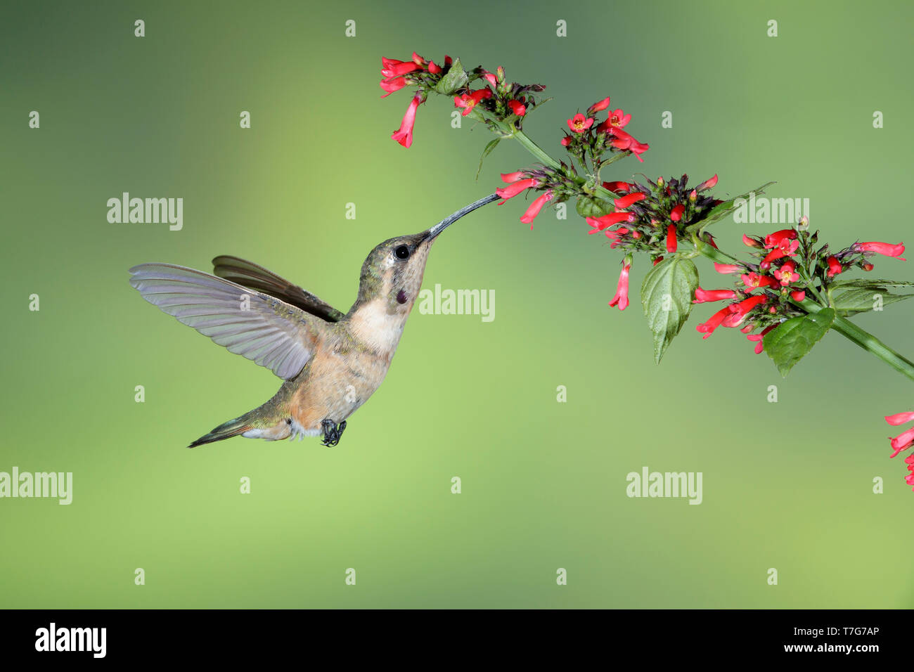 Lucifer sheartail hi-res stock photography and images - Alamy