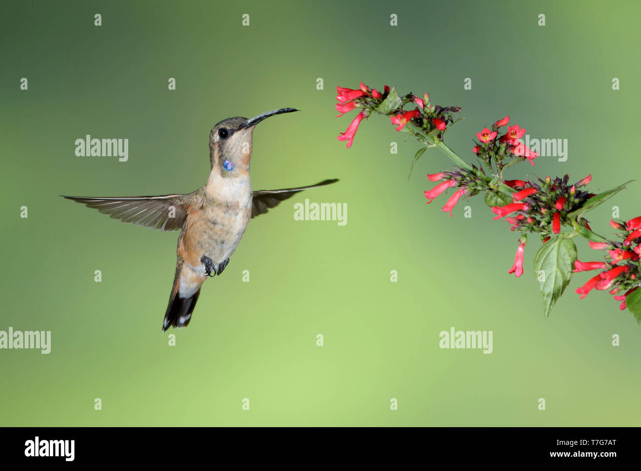 Immature male Lucifer Hummingbird (Calothorax lucifer) in flight ...