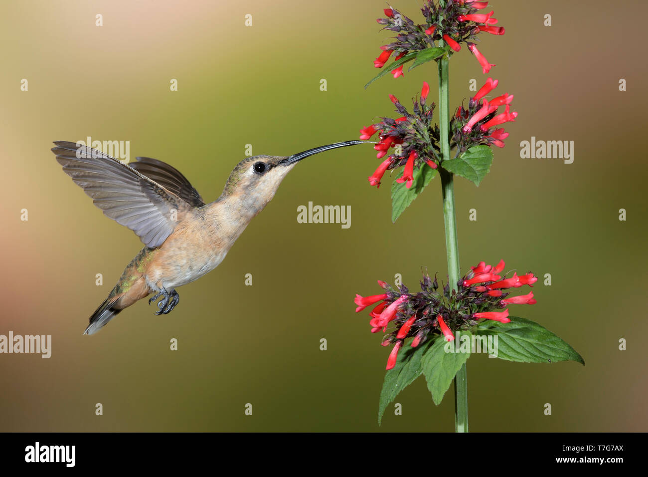Adult female Lucifer Hummingbird (Calothorax lucifer) Brewster Co ...