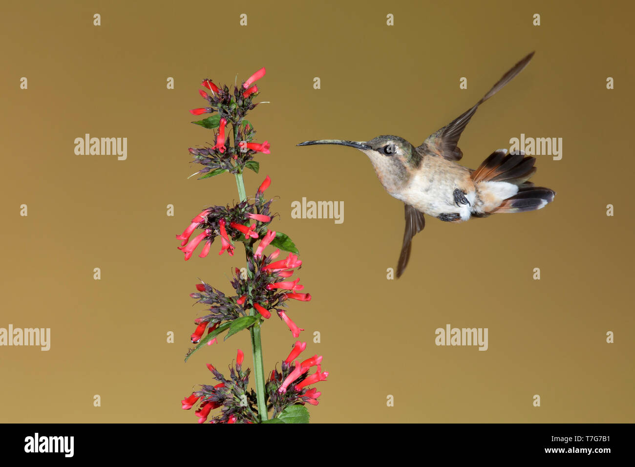 Adult female Lucifer Hummingbird (Calothorax lucifer) Brewster Co ...