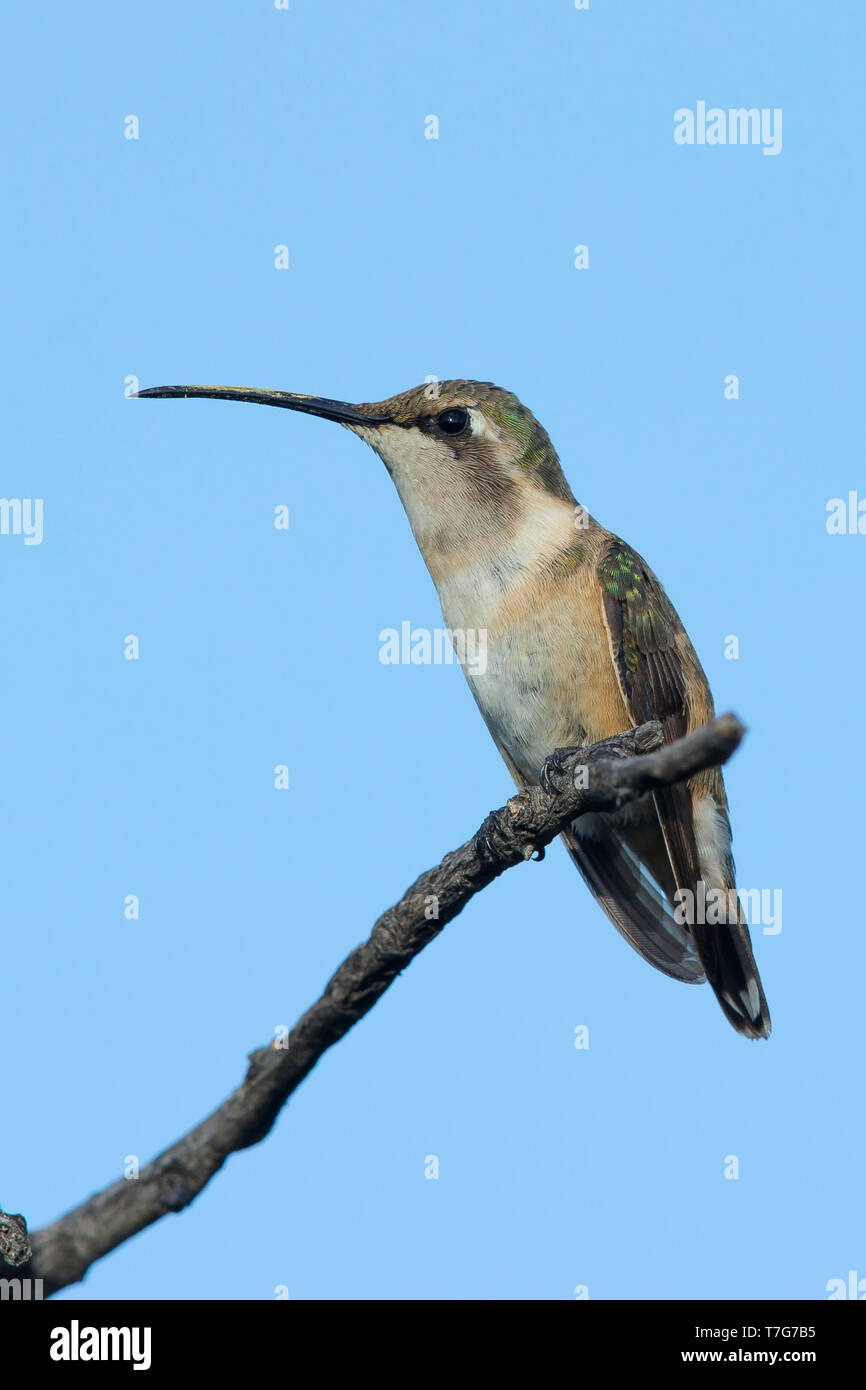 Lucifer sheartail hi-res stock photography and images - Alamy