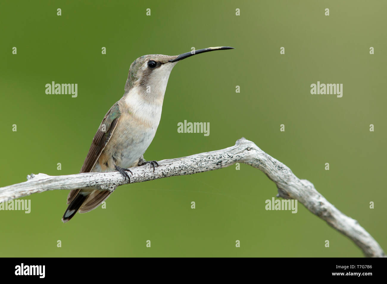 Lucifer sheartail hi-res stock photography and images - Alamy