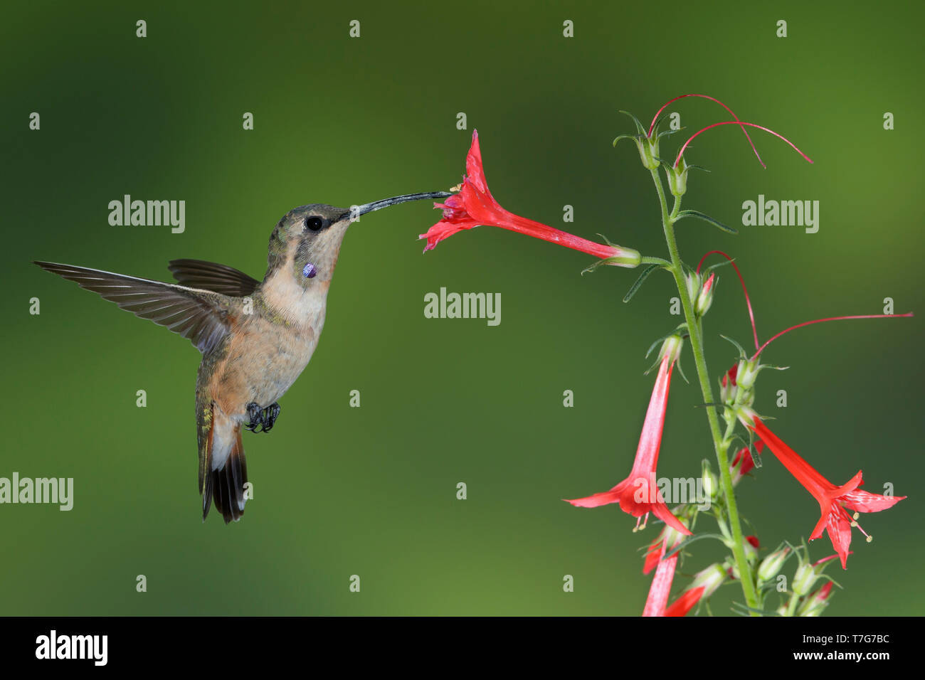 Immature male Lucifer Hummingbird (Calothorax lucifer) drinking from ...