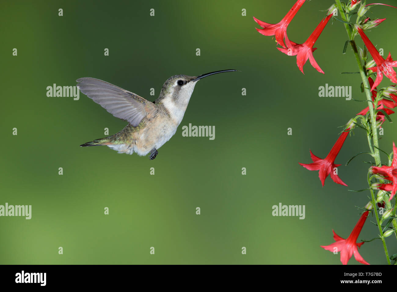 Adult female Lucifer Hummingbird (Calothorax lucifer) hovering in front ...