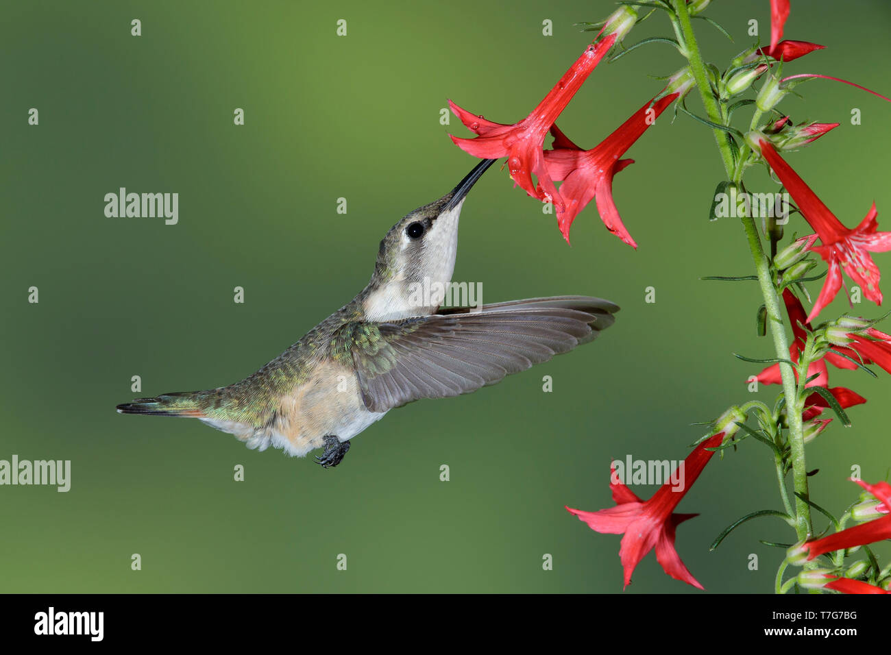 Adult female Lucifer Hummingbird (Calothorax lucifer) drinking nectar ...