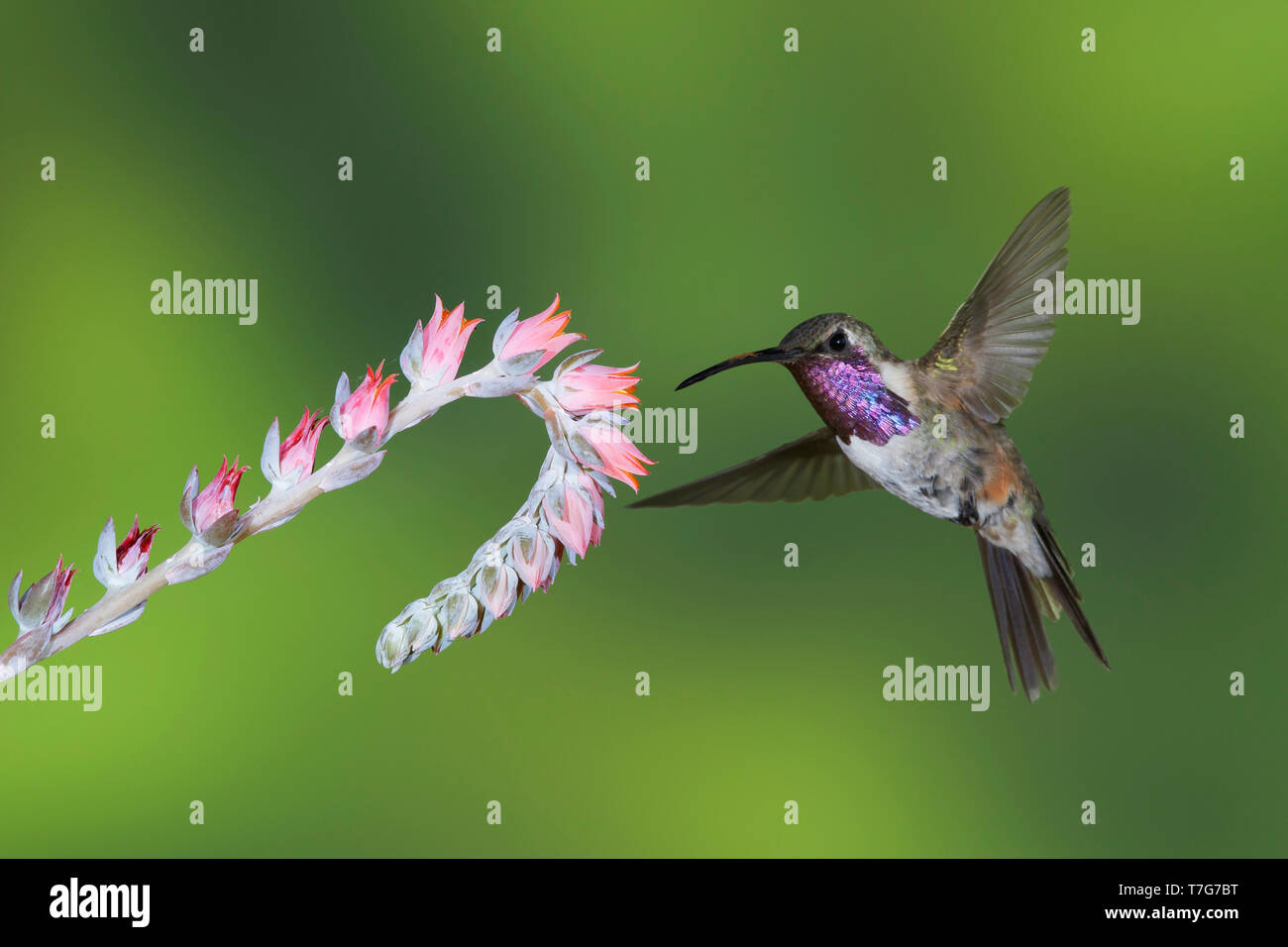 Adult male Lucifer Hummingbird (Calothorax lucifer) hovering against a ...