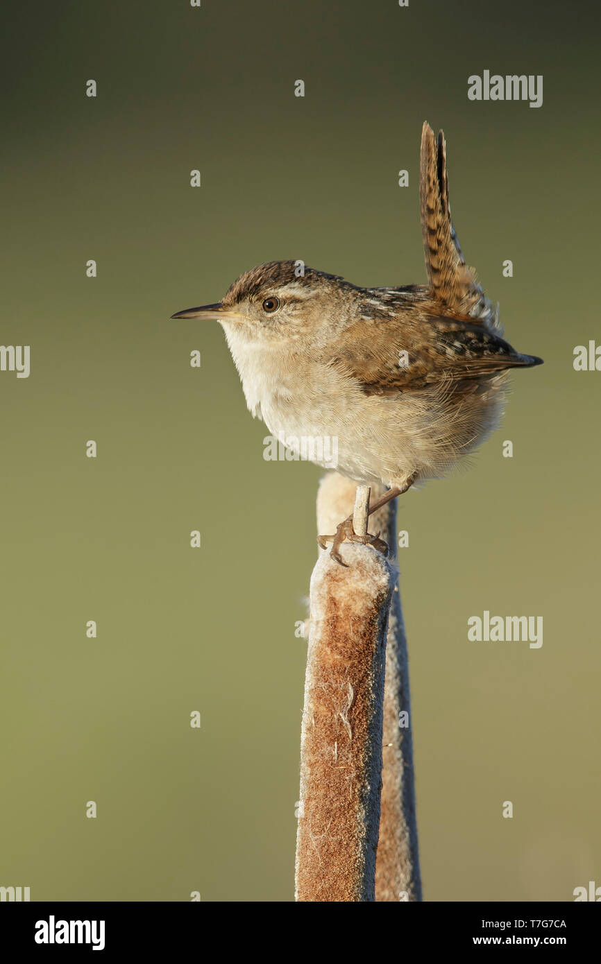 Reed wren hi-res stock photography and images - Alamy