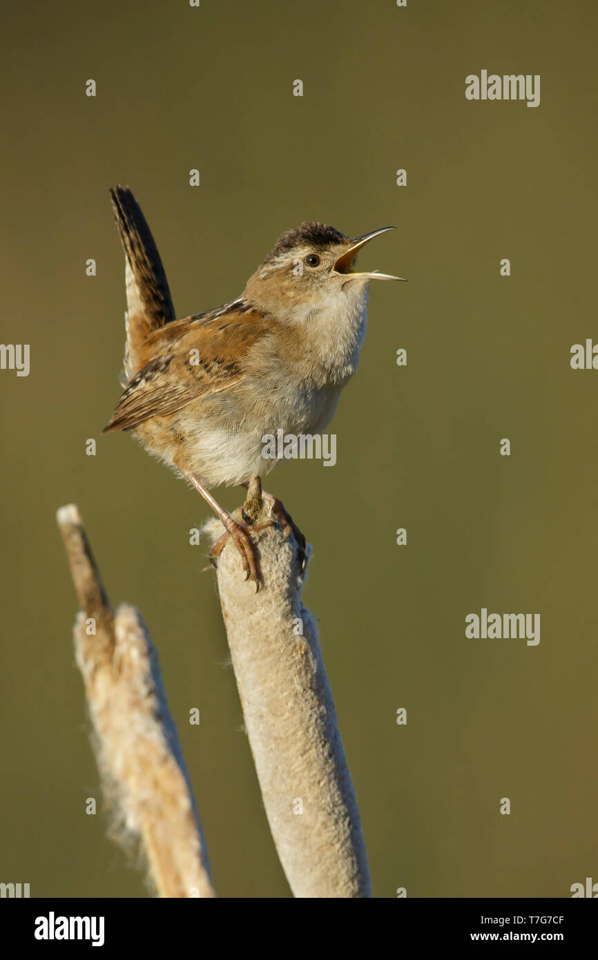 Reed stick hi-res stock photography and images - Alamy