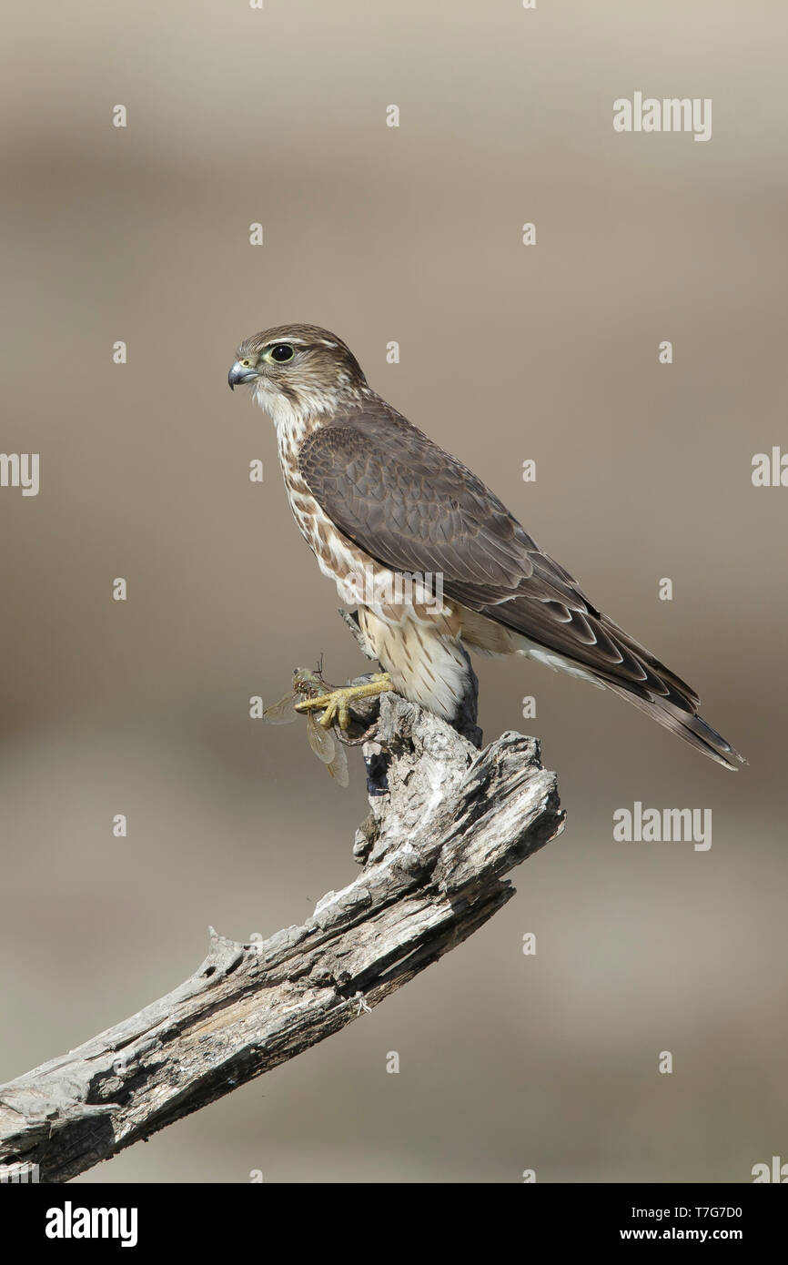Taiga merlin hi-res stock photography and images - Alamy
