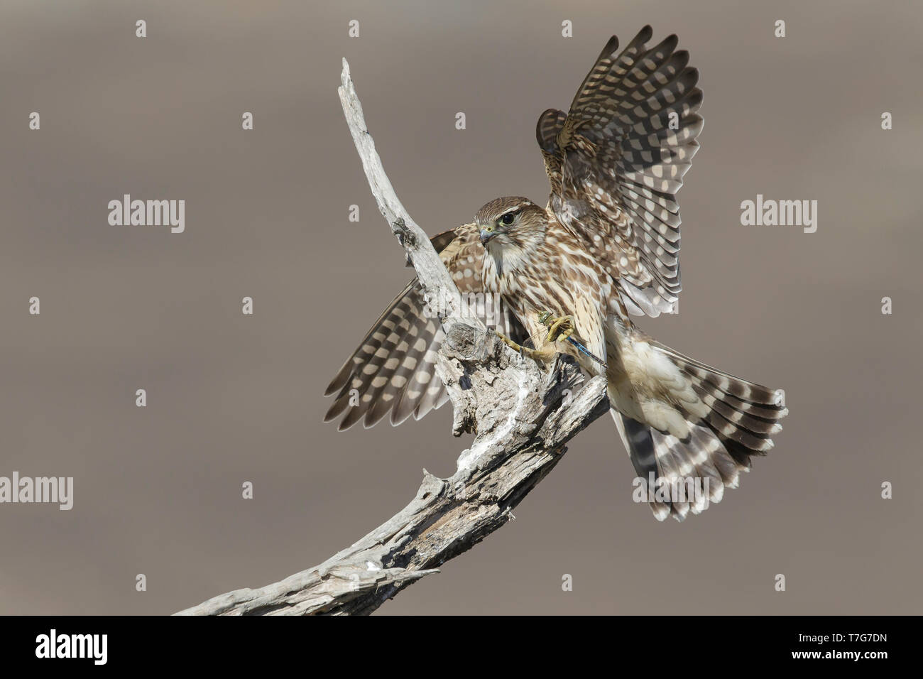 Merlin bird flying hi-res stock photography and images - Alamy
