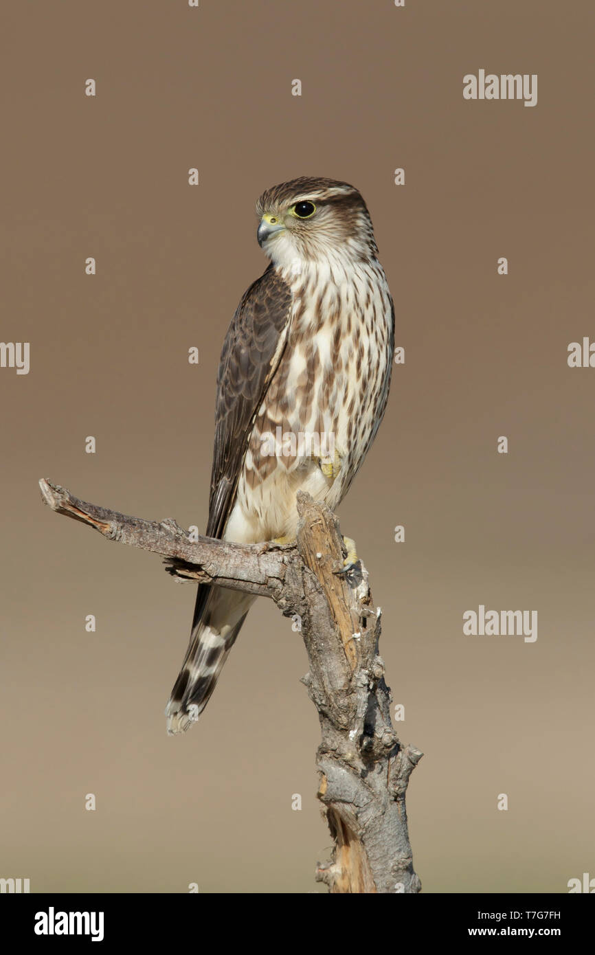 Female merlin falco columbarius hi-res stock photography and images - Alamy