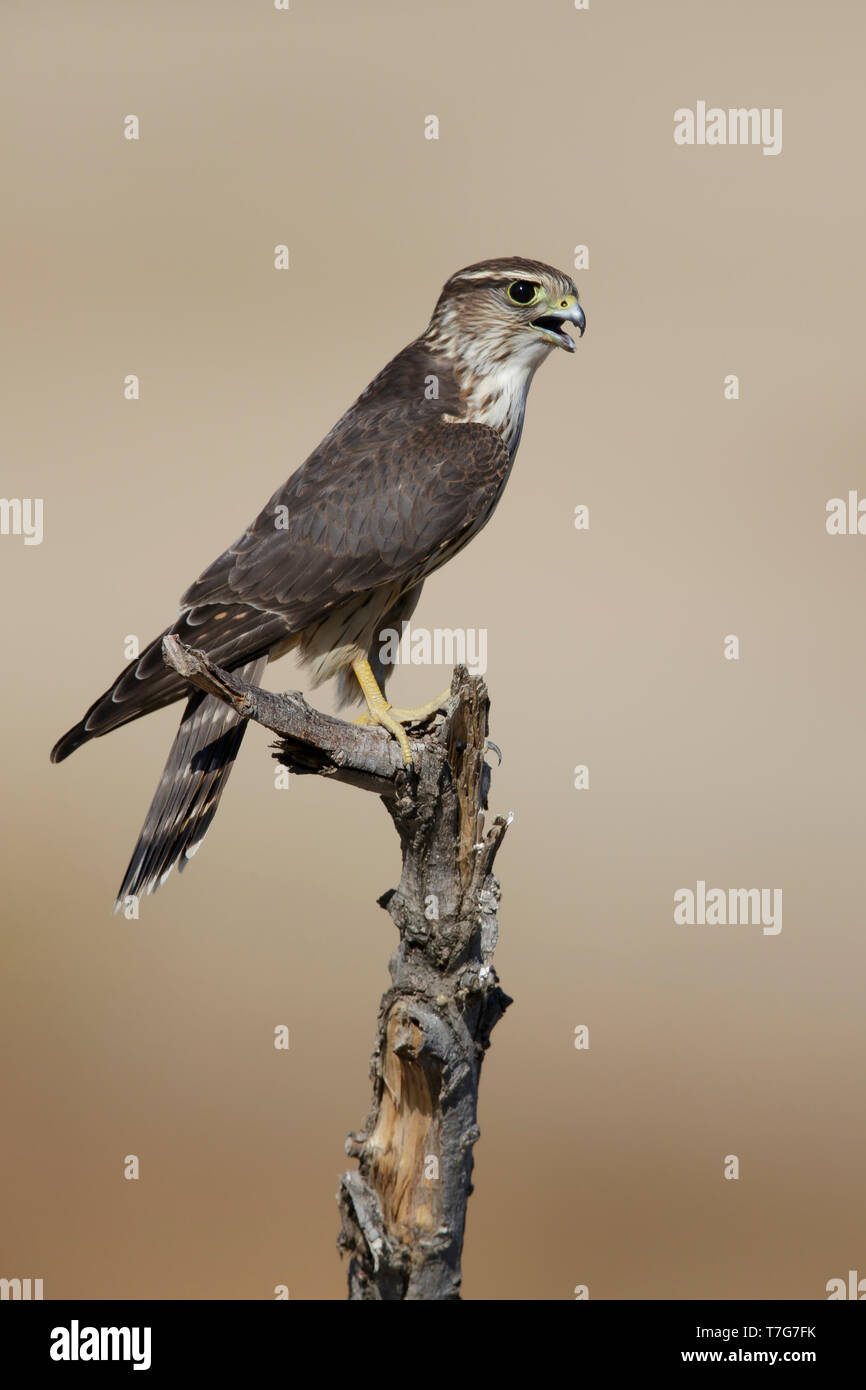 North american taiga hi-res stock photography and images - Alamy