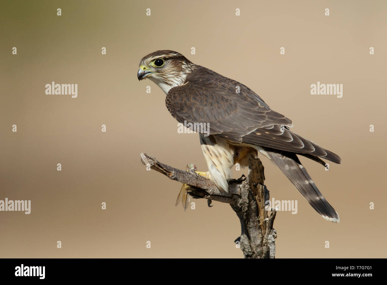Taiga merlin hi-res stock photography and images - Alamy