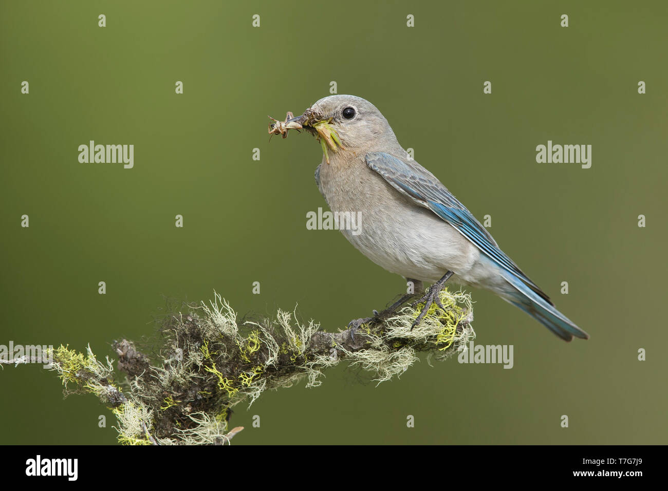 Adult female mountain bluebird hi-res stock photography and images - Alamy