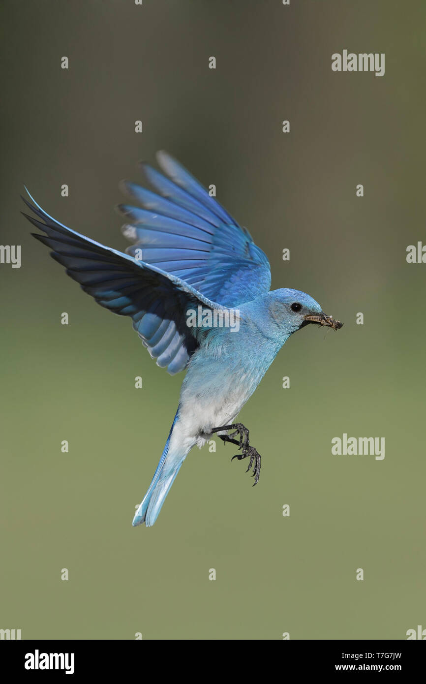 Mountain Bluebird In Flight