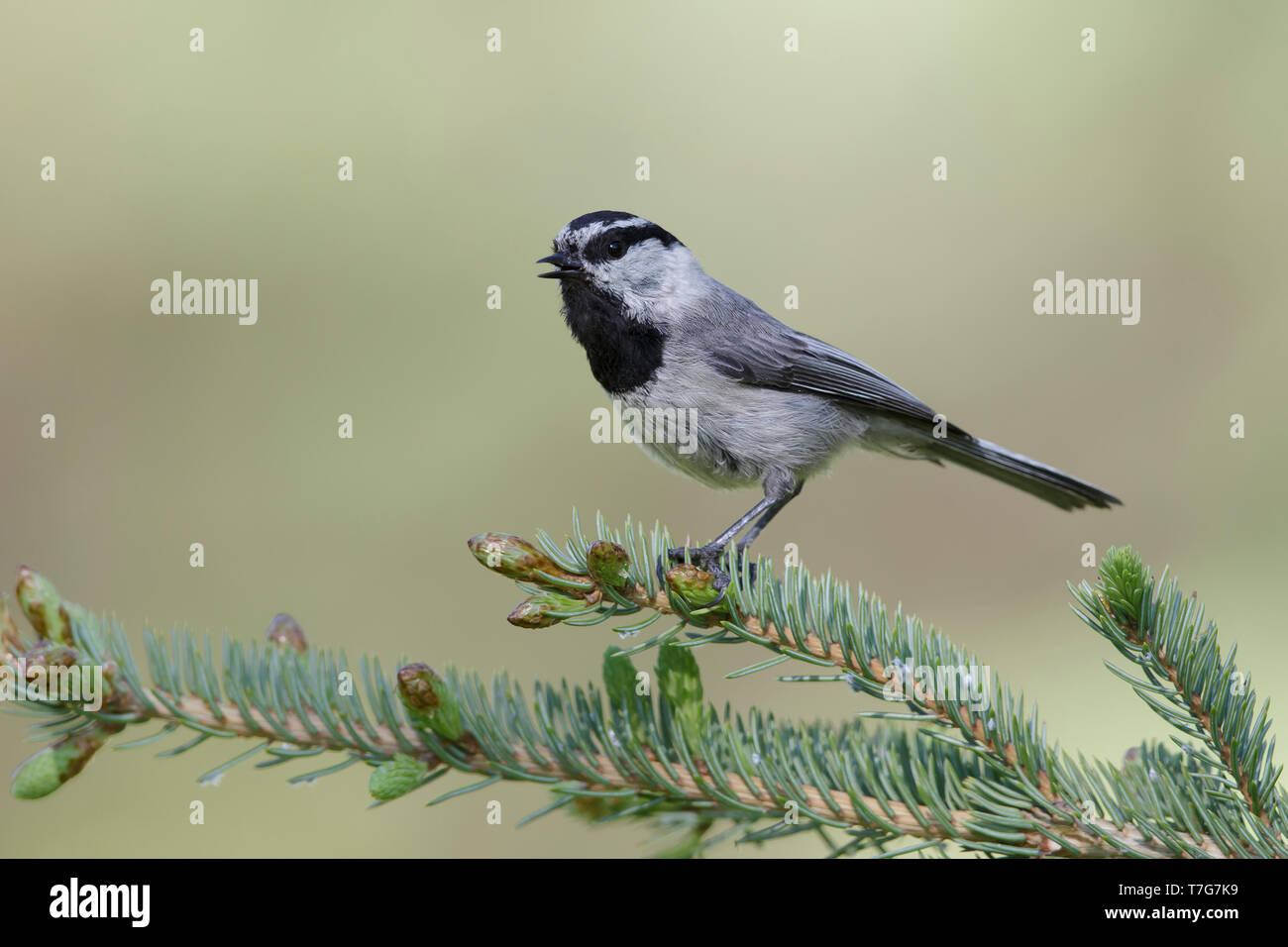 Adult Mountain Chickadee (Poecile gambeli) singing in a pine tree near ...