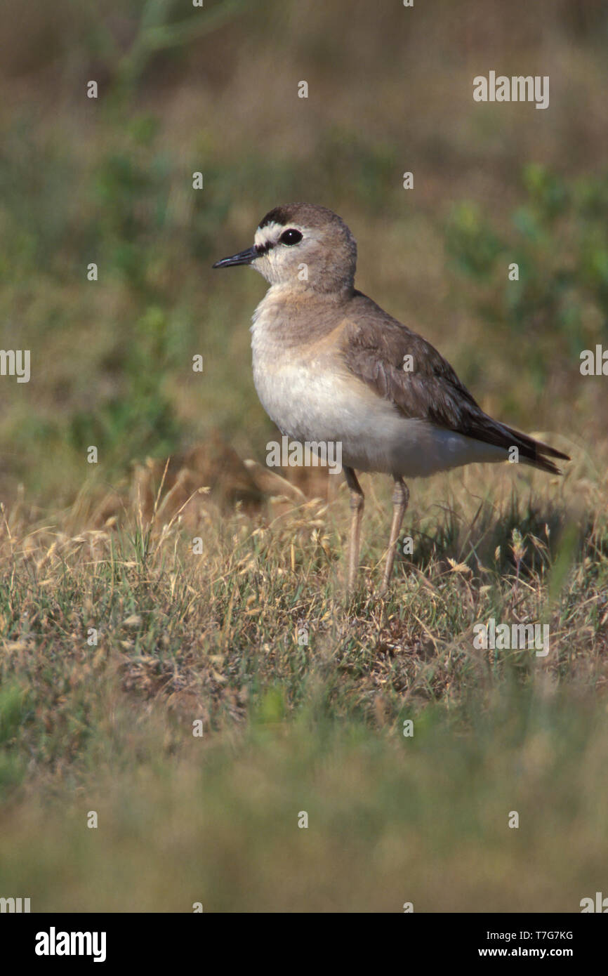 Adult breeding Mountain Plover (Charadrius montanus) Standing on dry ...