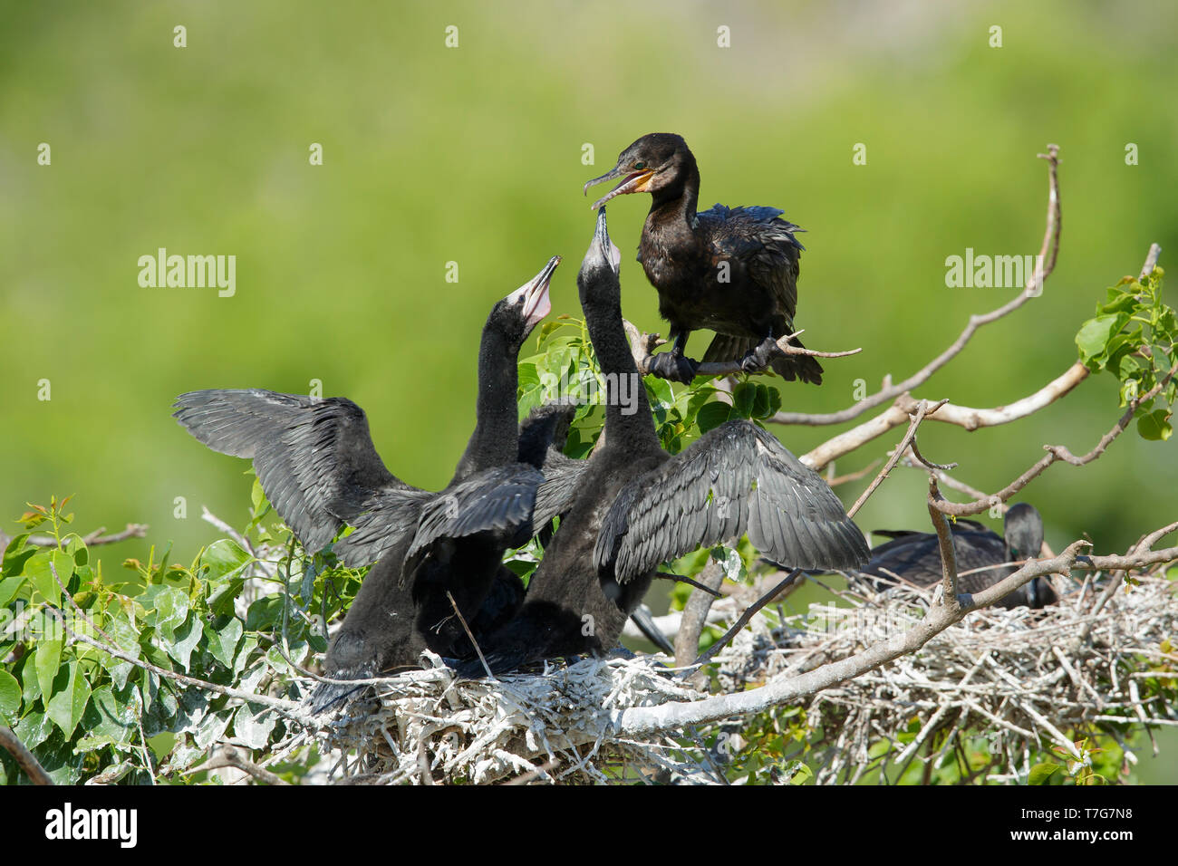 Cormorant with babies hi-res stock photography and images - Alamy