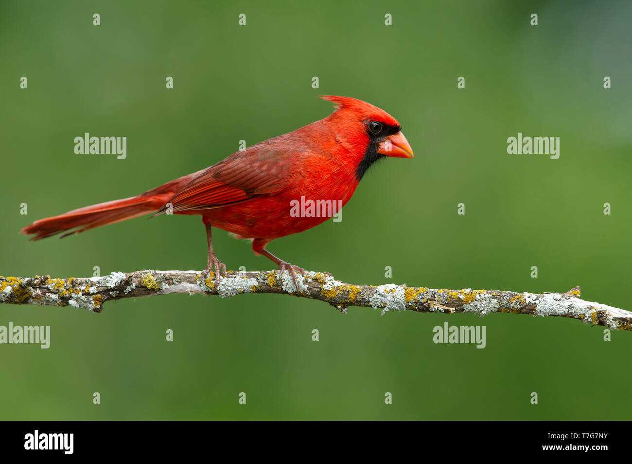 Adult male Northern Cardinal (Cardinalis cardinalis) perched on a ...