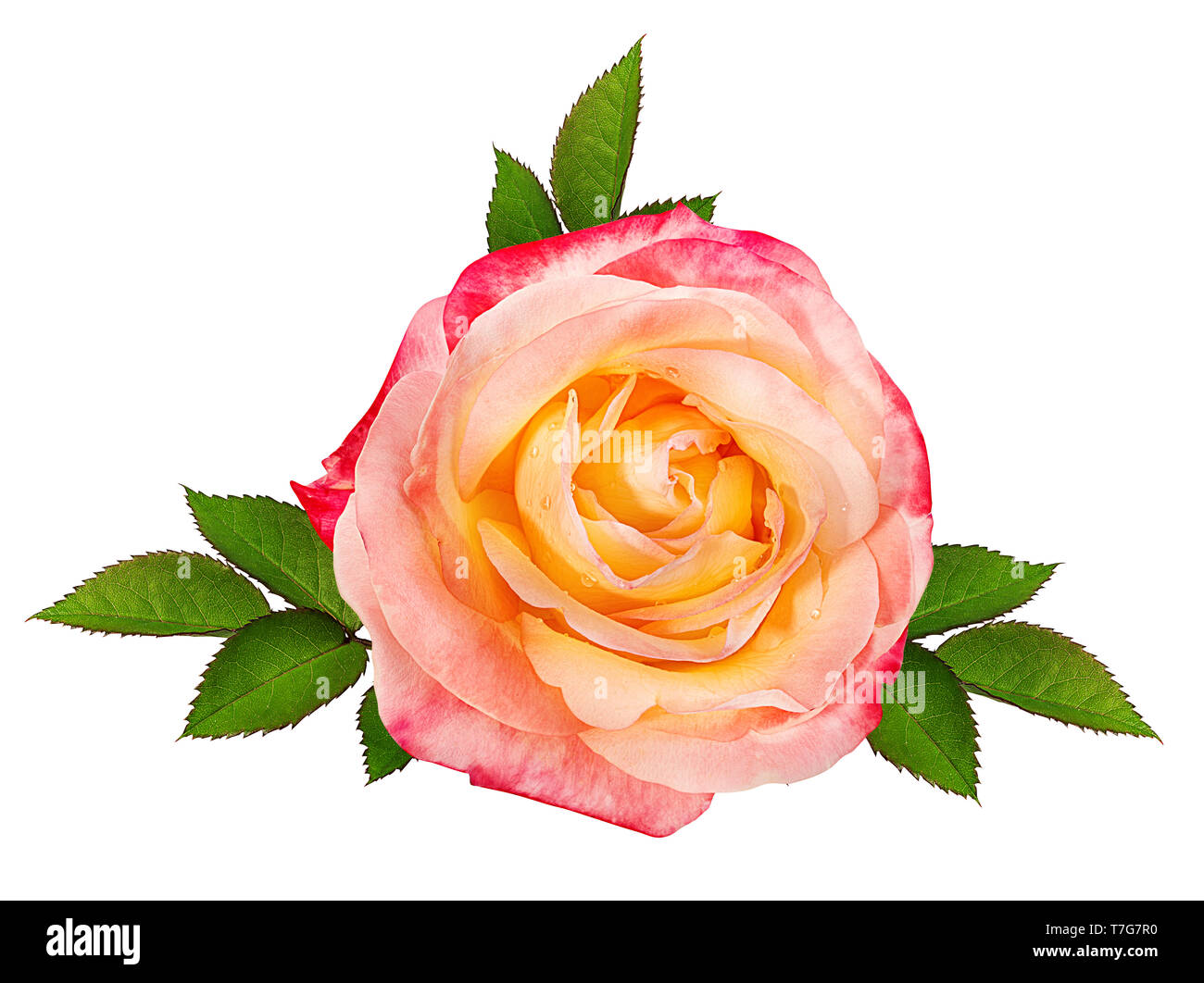 rose isolated on white background Stock Photo - Alamy