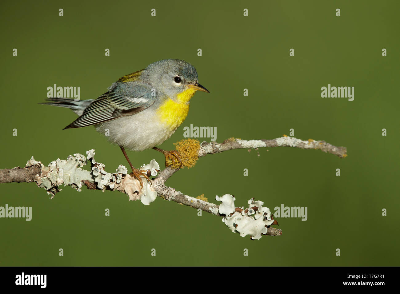 Adult female Northern Parula (Setophaga americana) perched on a twig in ...