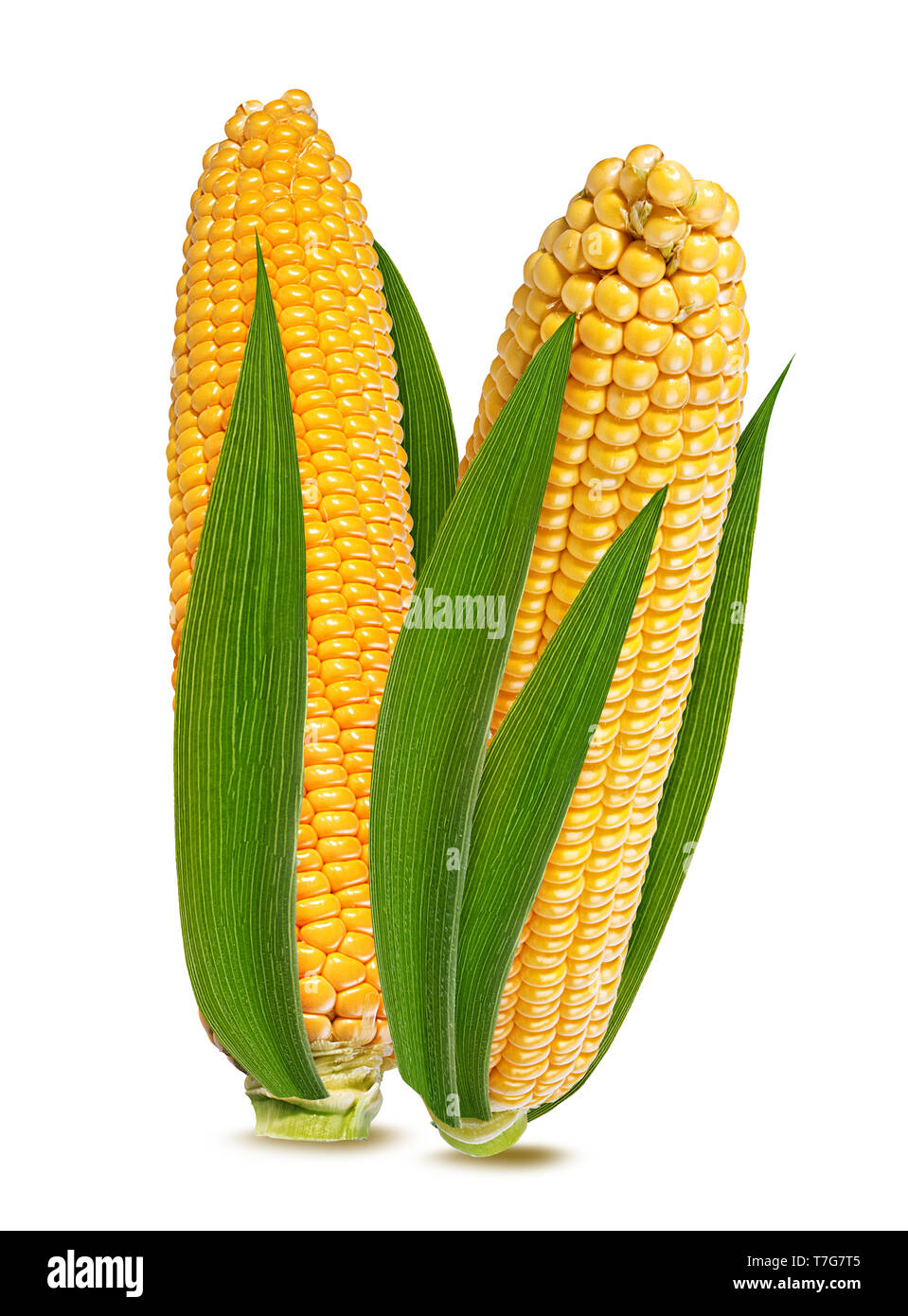 Corn isolated on white background Stock Photo - Alamy