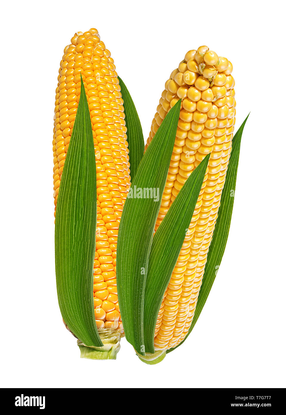 Corn isolated on white background Stock Photo - Alamy