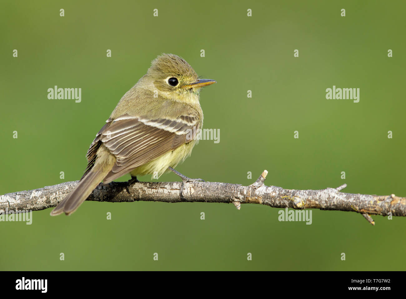 Pacific Slope Flycatcher