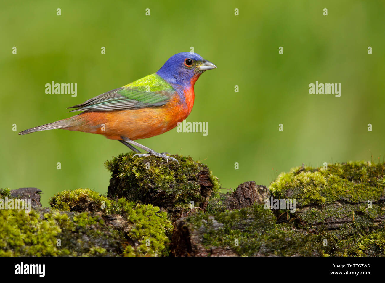 Adult male Painted Bunting, Passerina ciris. Galveston Co., Texas, USA ...