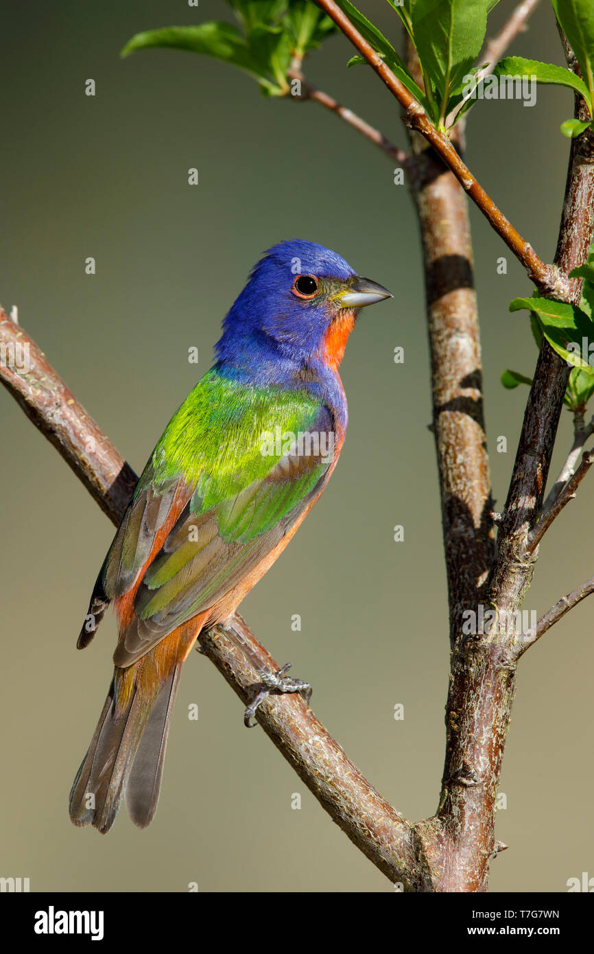 Male painted bunting hi-res stock photography and images - Alamy