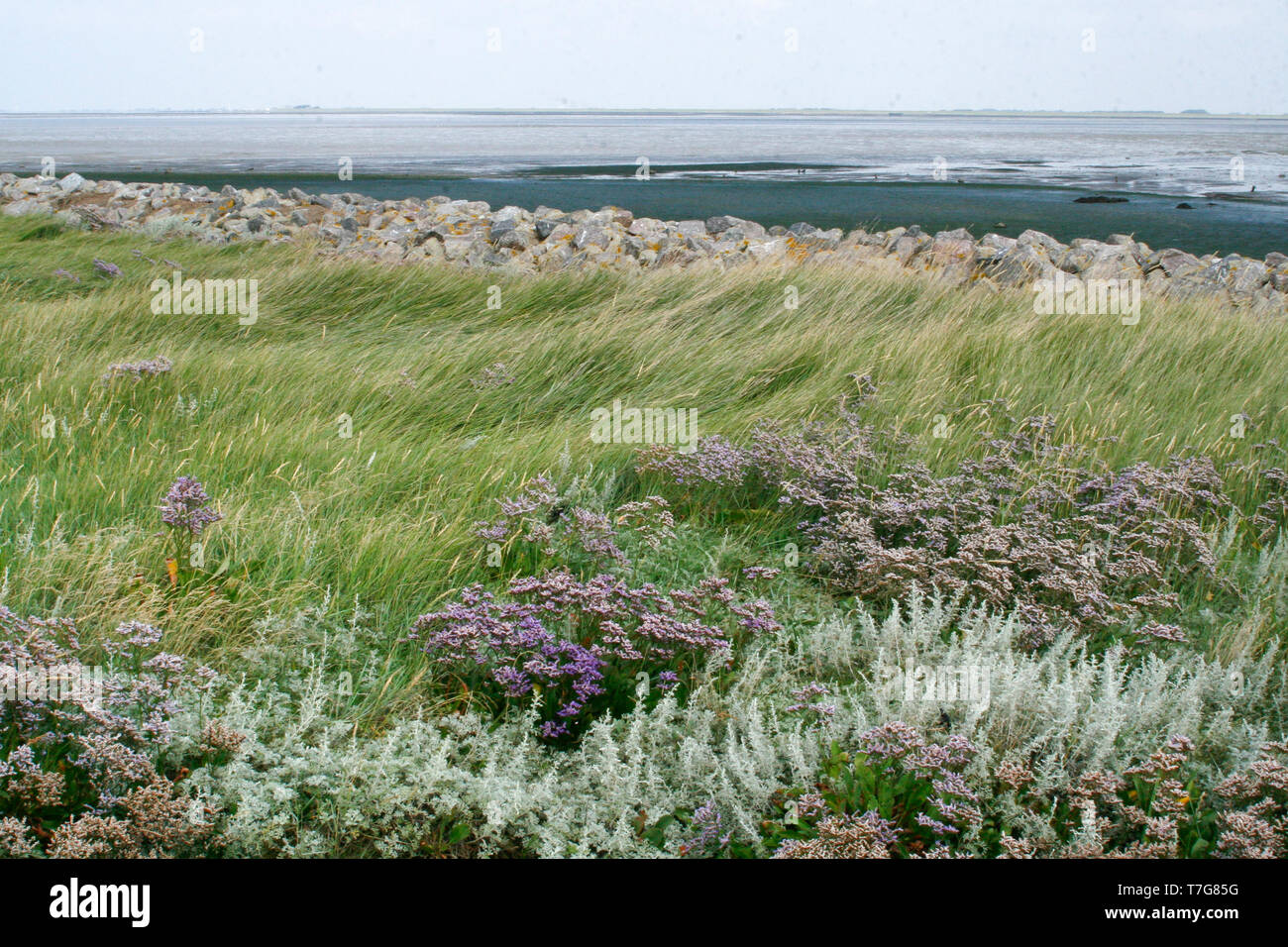 Salt meadow, Hamburger Hallig, Germany Stock Photo - Alamy