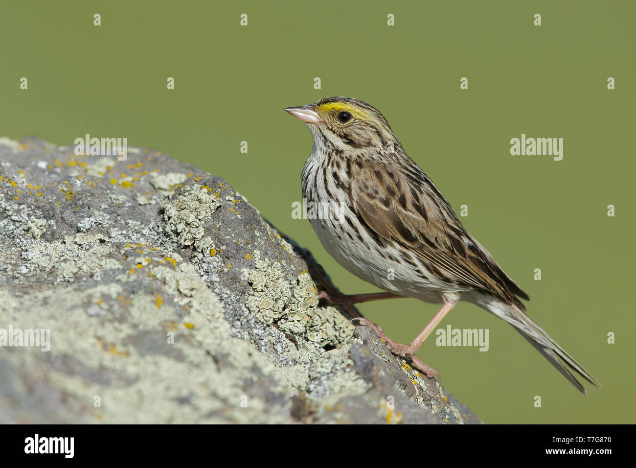 Adult Savannah Sparrow (Passerculus sandwichensis) perched on a rock in ...
