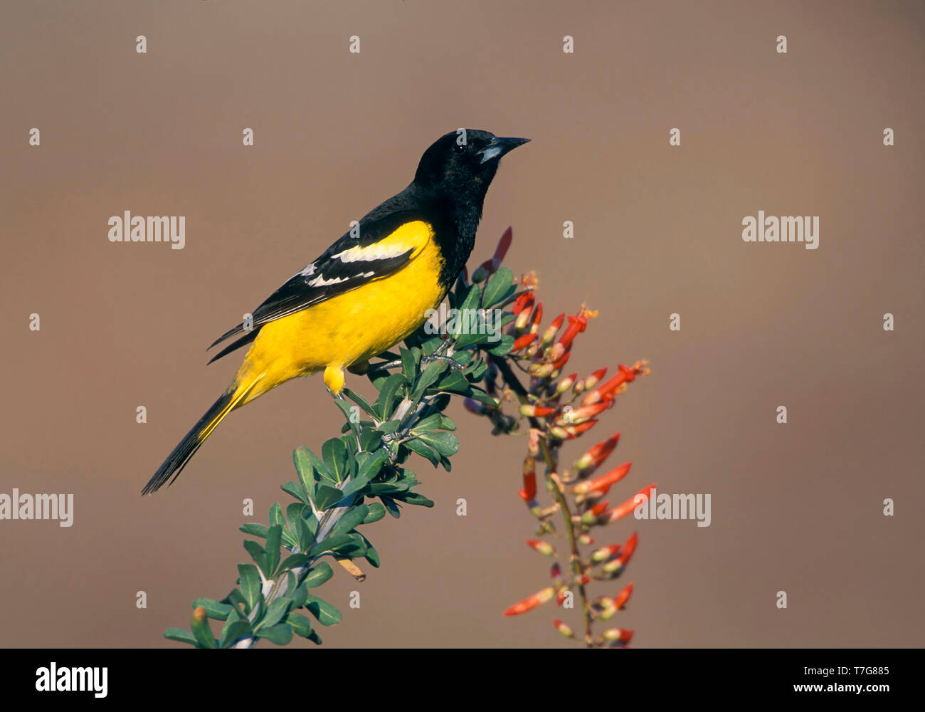 Adult male Scott's Oriole (Icterus parisorum) In Riverside County ...